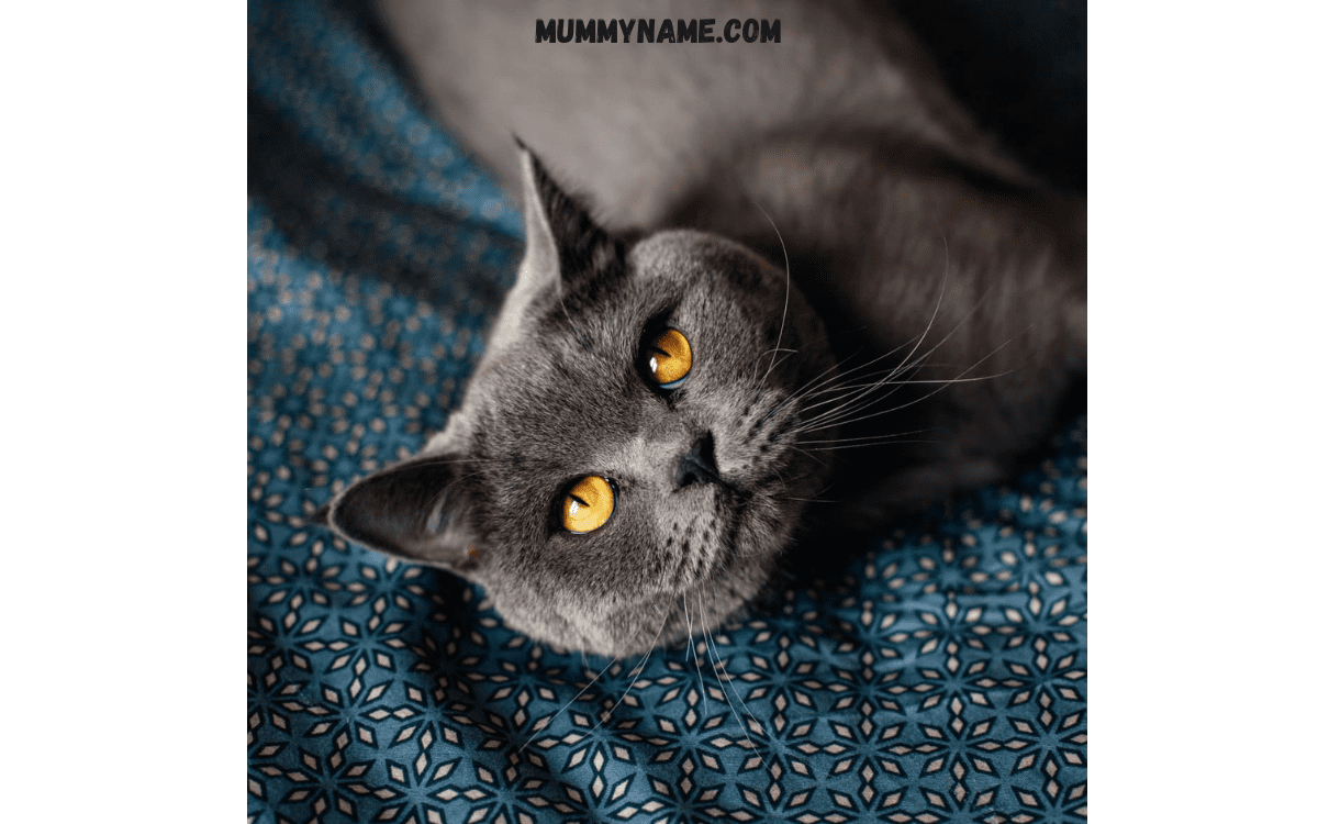 160+ Best Gray Cat Name Ideas For Your Silvery Feline Friend - Mummy Name