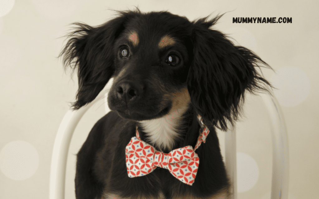 300+ Most Popular Girl Dog Names For You Girl Dog - Mummy Name