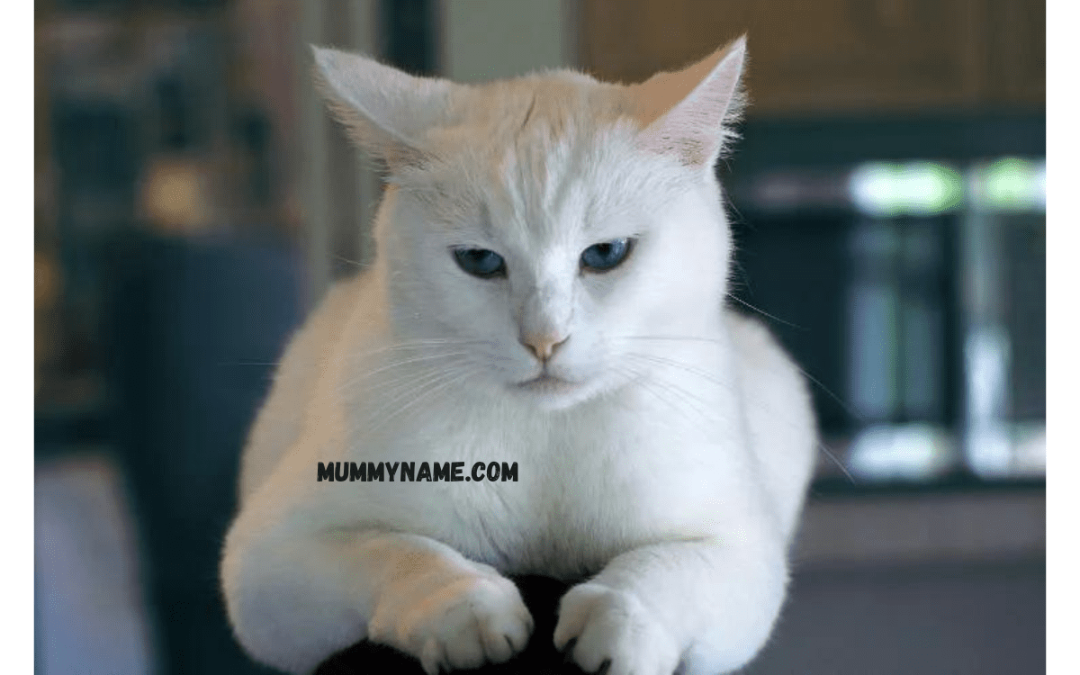 310+ Awesome White Cat Names For Your New White Cat - Mummy Name