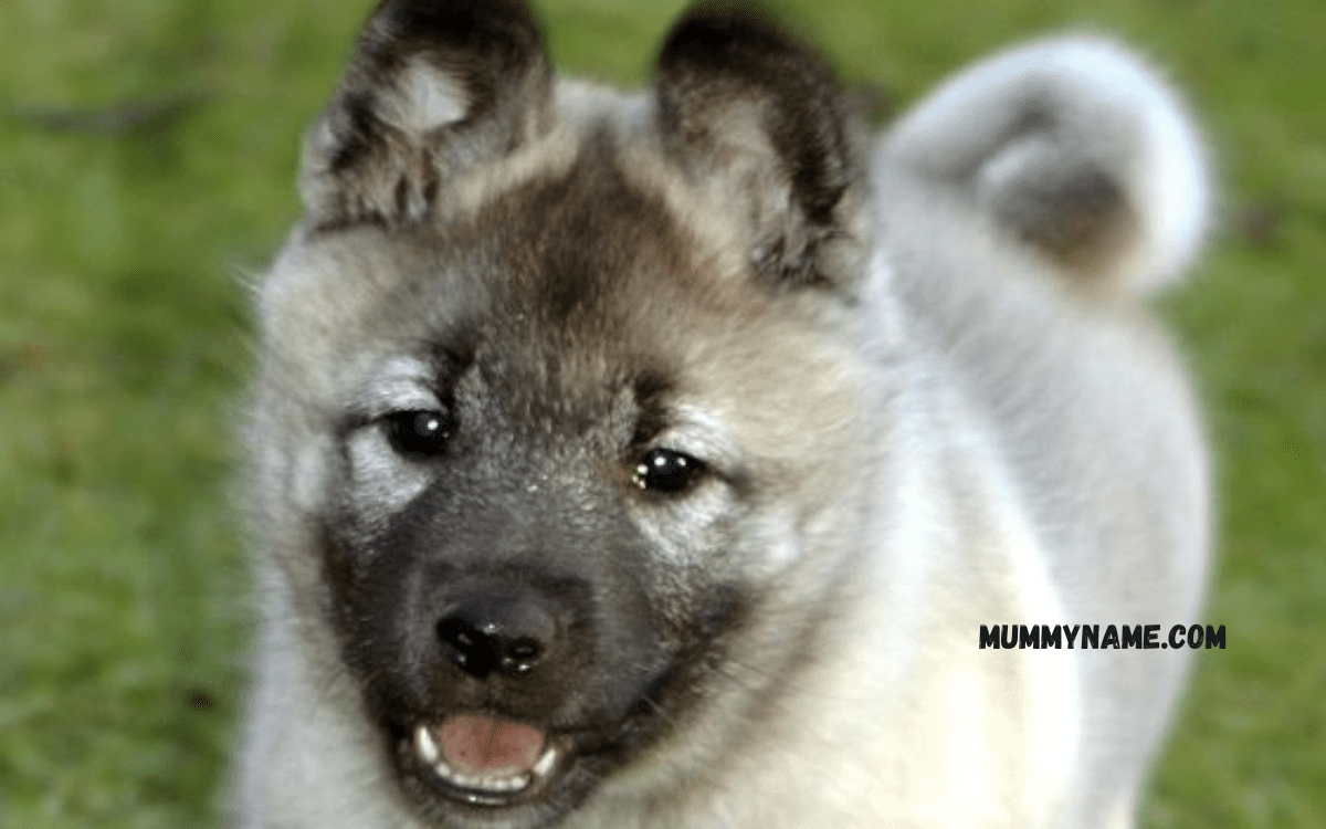 250+ Cute Dog Names For Your New Dog - Mummy Name