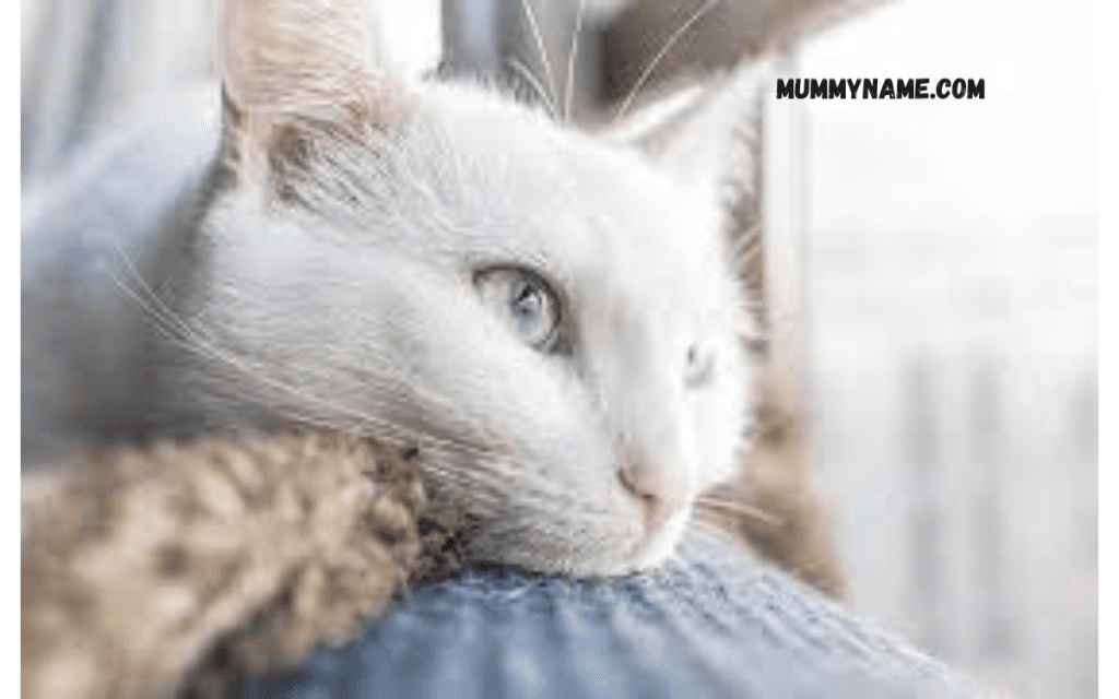 310+ Awesome White Cat Names For Your New White Cat - Mummy Name