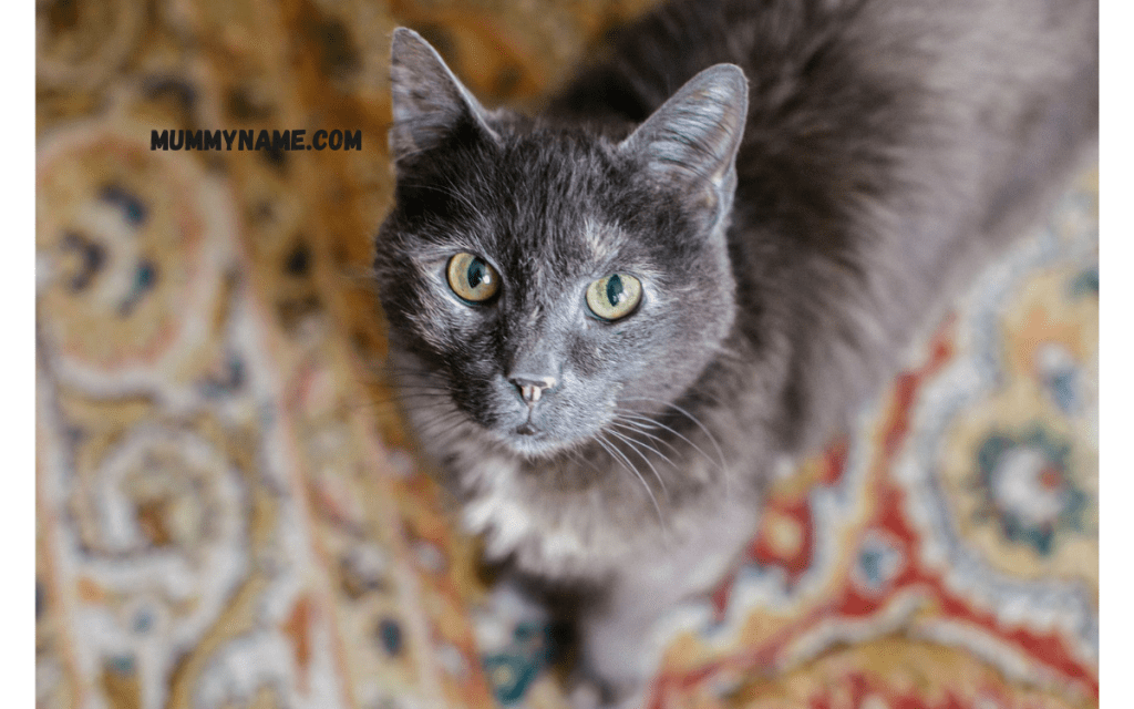 160+ Best Gray Cat Name Ideas For Your Silvery Feline Friend - Mummy Name