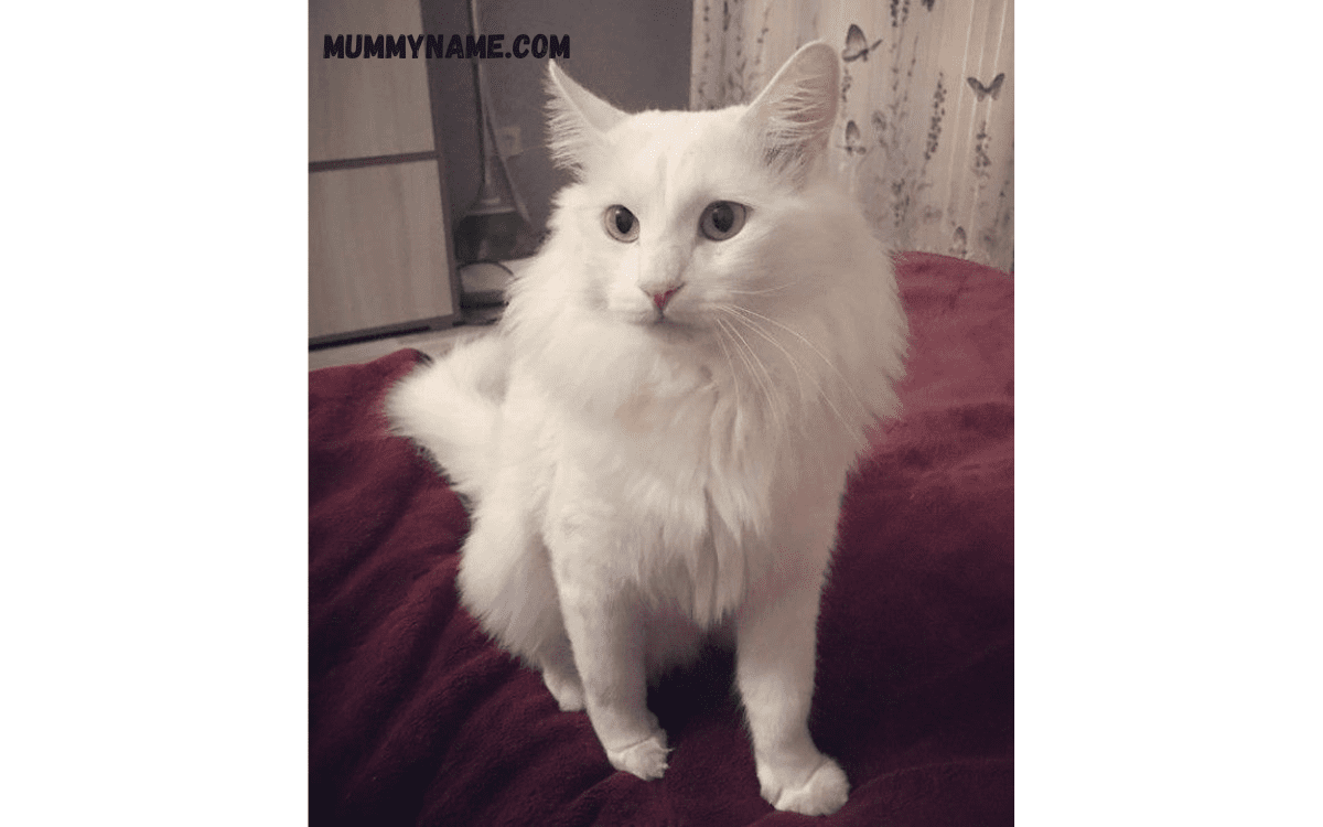 310+ Awesome White Cat Names For Your New White Cat - Mummy Name