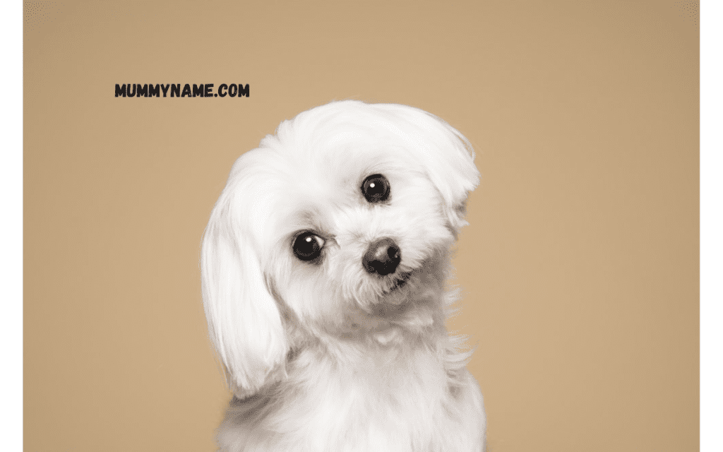 200+ The Best White Dog Names For Your Pup - Mummy Name