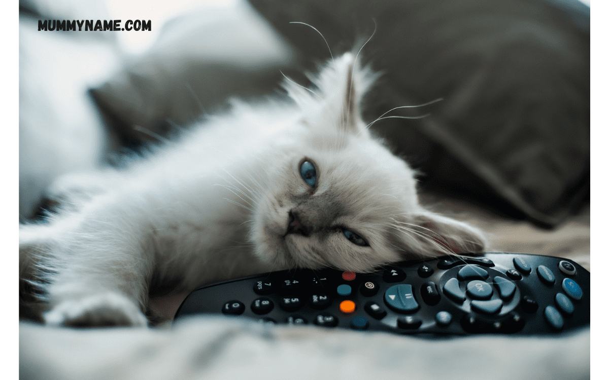 210+ Best Disney Cat Names For Your Adorable New Kitty - Mummy Name