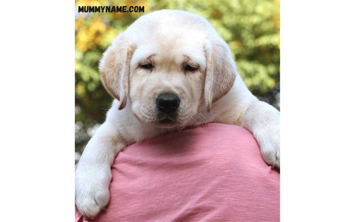 200+ Best Big Dog Names For Your Dog - Mummy Name