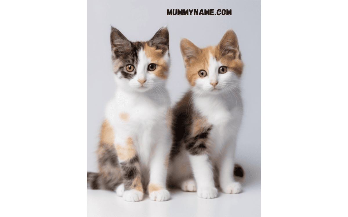 230+ Best Calico Cats Names For Your Cats In 2024 - Mummy Name