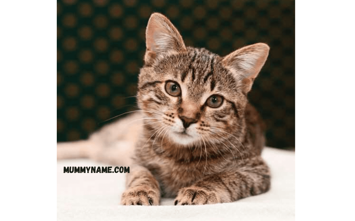 260+ Best Tabby Cat Names With Their Meanings - Mummy Name