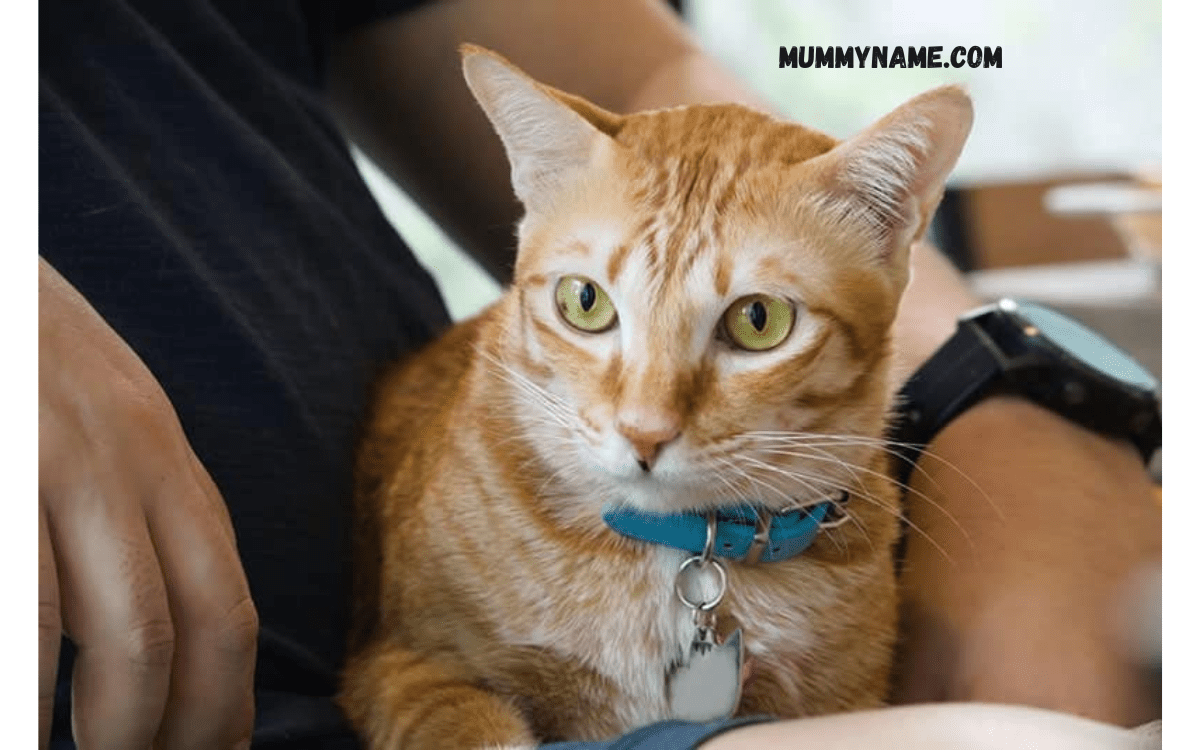 210+ Best Taylor Swift Cat Names For Your Musical Kitten - Mummy Name