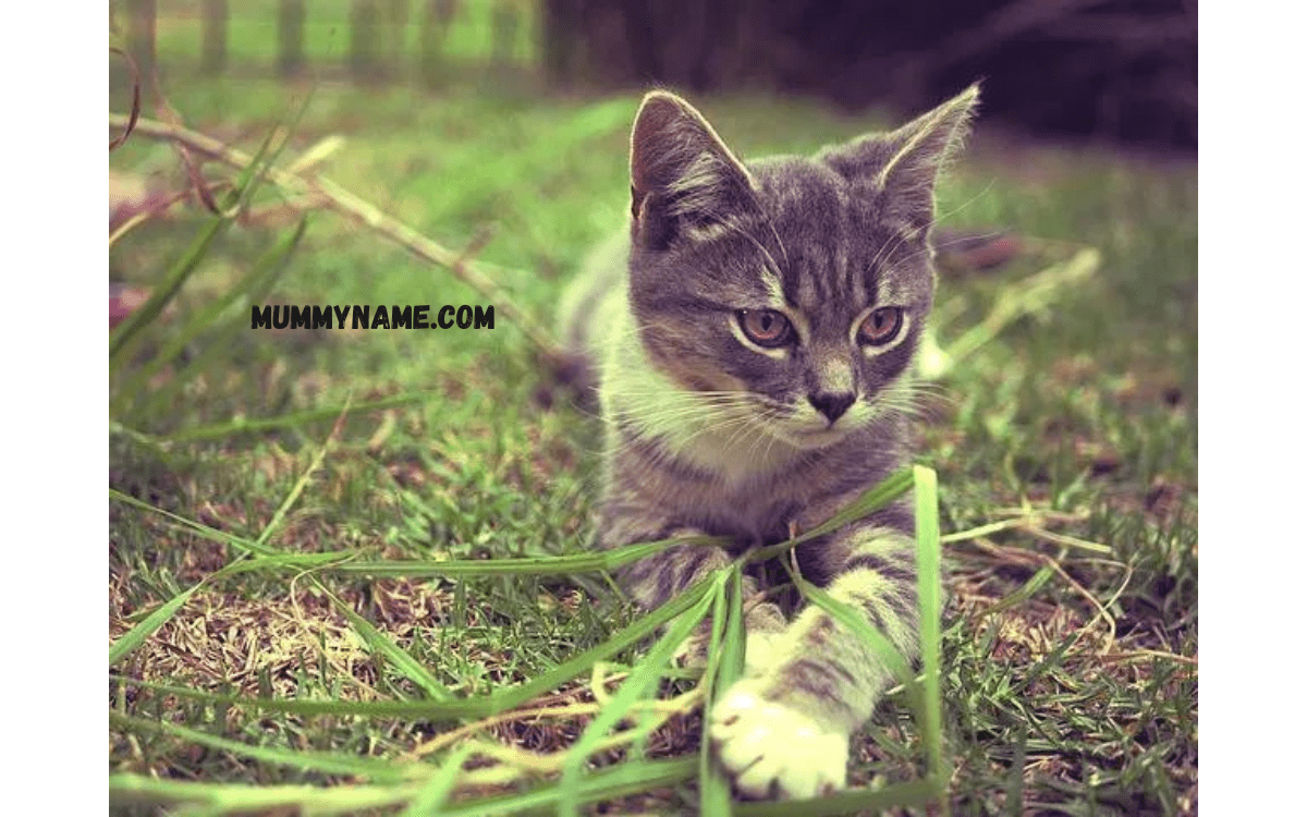 195+ Best & Cool Cat Names For Your Fine Feline - Mummy Name
