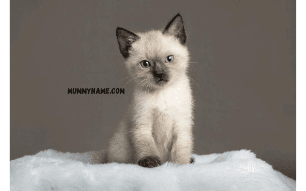 260+ Best Siamese Cat Names For Your Cat - Mummy Name