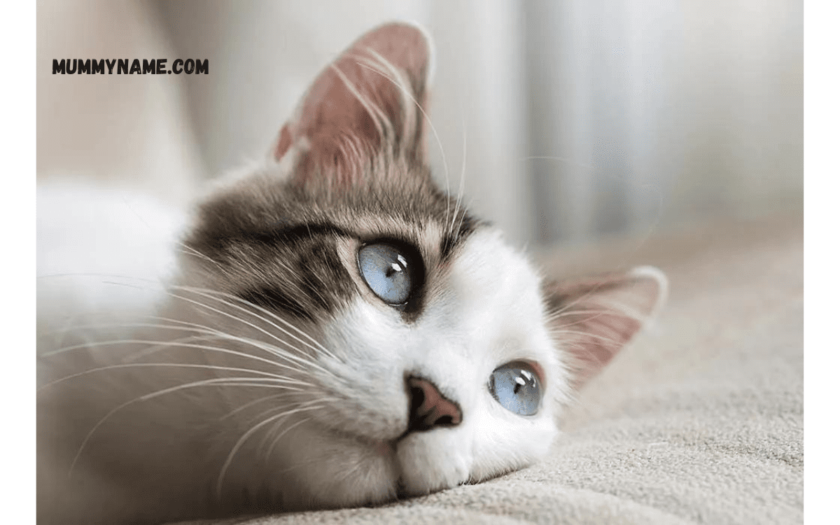 170+ Best Food Cat Names, Based On Your Cat’s Fur Color - Mummy Name