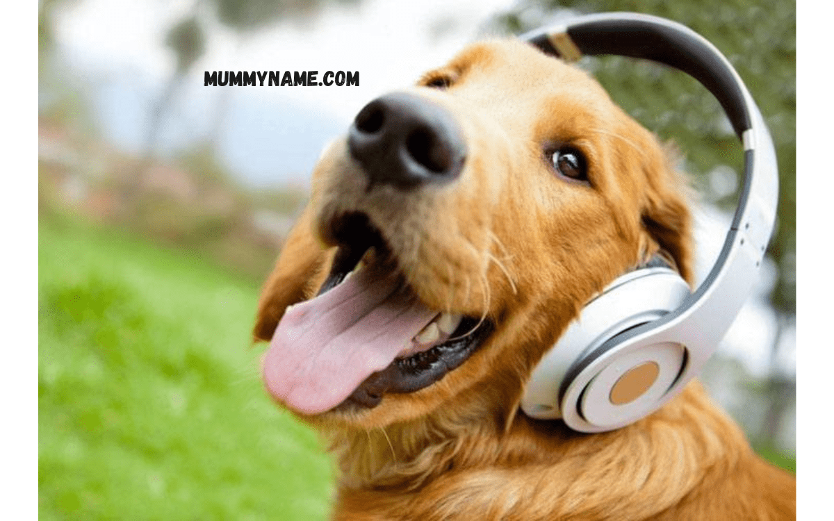 200+ Best Big Dog Names For Your Dog - Mummy Name