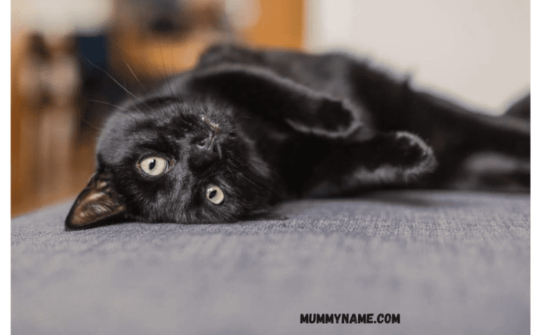 180+ Best Black Cats Names For Male From Classic To Crazy - Mummy Name