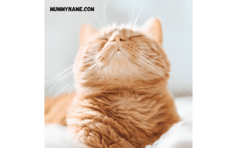 210+ Best Disney Cat Names For Your Adorable New Kitty - Mummy Name