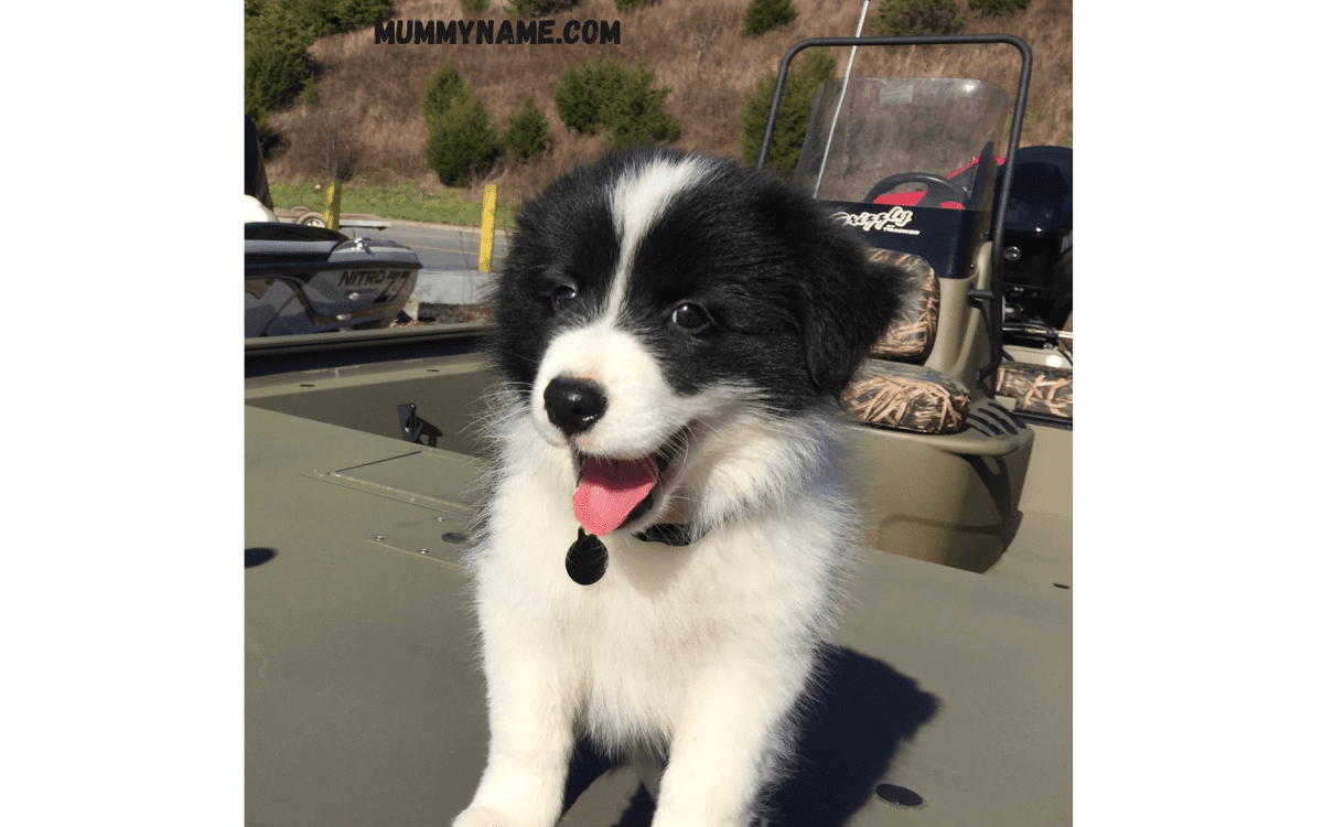 200+ Popular Unusual Female Dog Names That Are Cute And Unique For Your ...