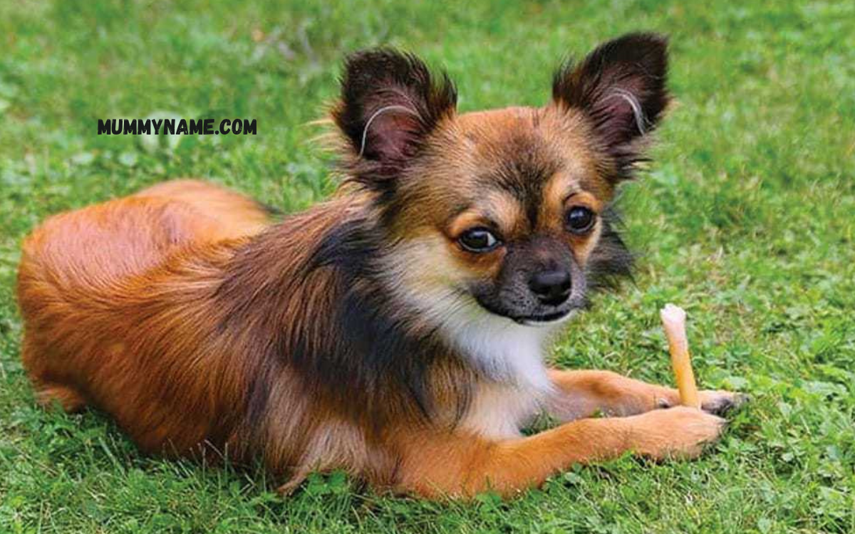260+ Best Small Dog Names For Your Miniature Furry Friend - Mummy Name