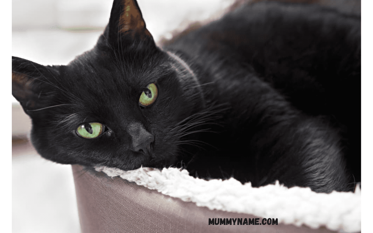 180+ Best Black Cats Names For Male From Classic To Crazy - Mummy Name