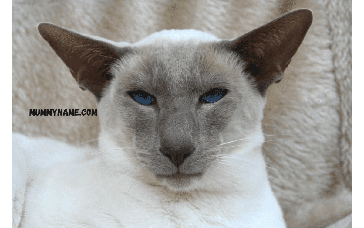 260+ Best Siamese Cat Names For Your Cat - Mummy Name