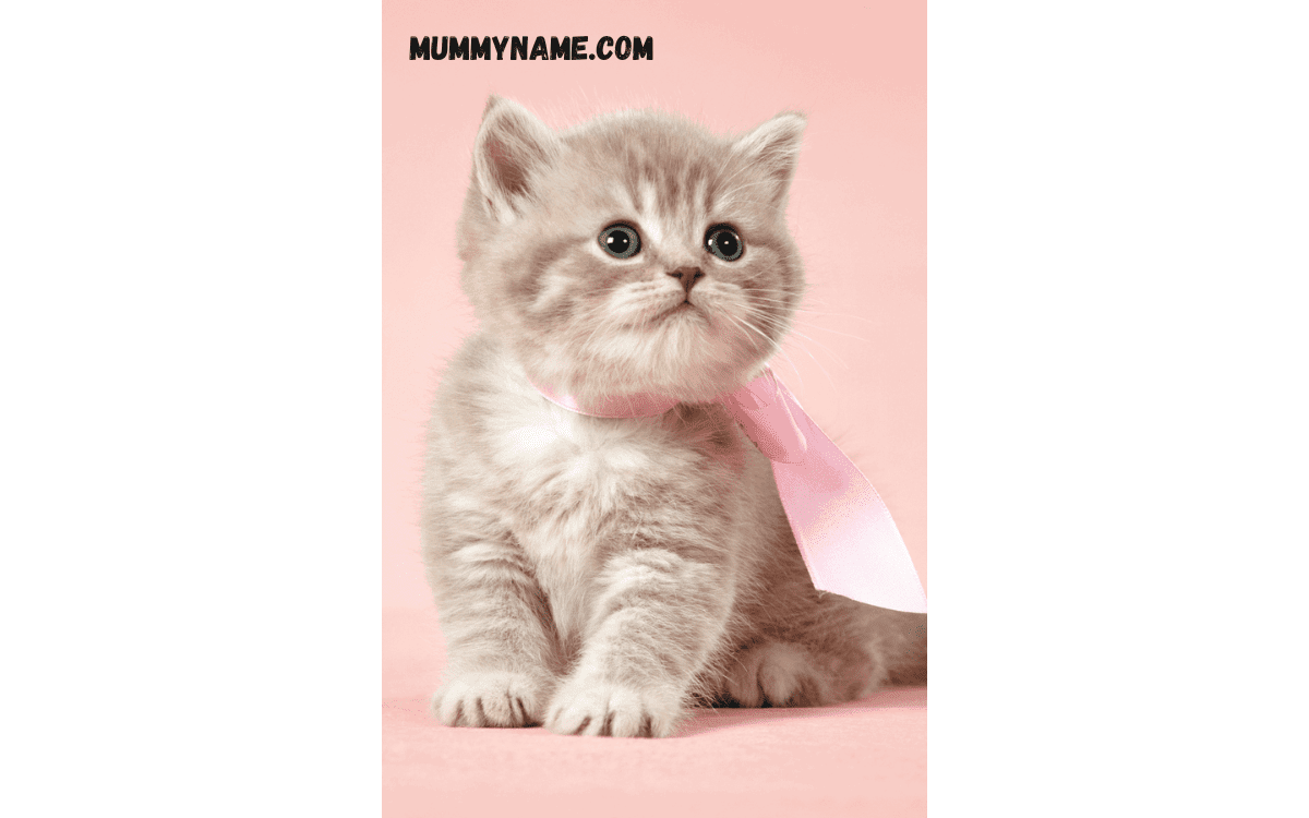 250+ Top Popular & Cute Girl Cat Names That Are As Unique As Your Kitty ...
