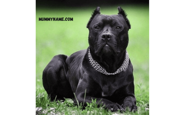 210+ The Best Scary Dog Names For Males And Females - Mummy Name