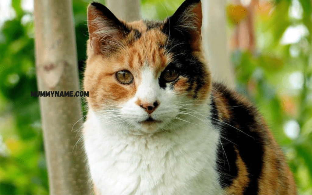 250+ Best Brown Cat Names That You’ll Love - Mummy Name
