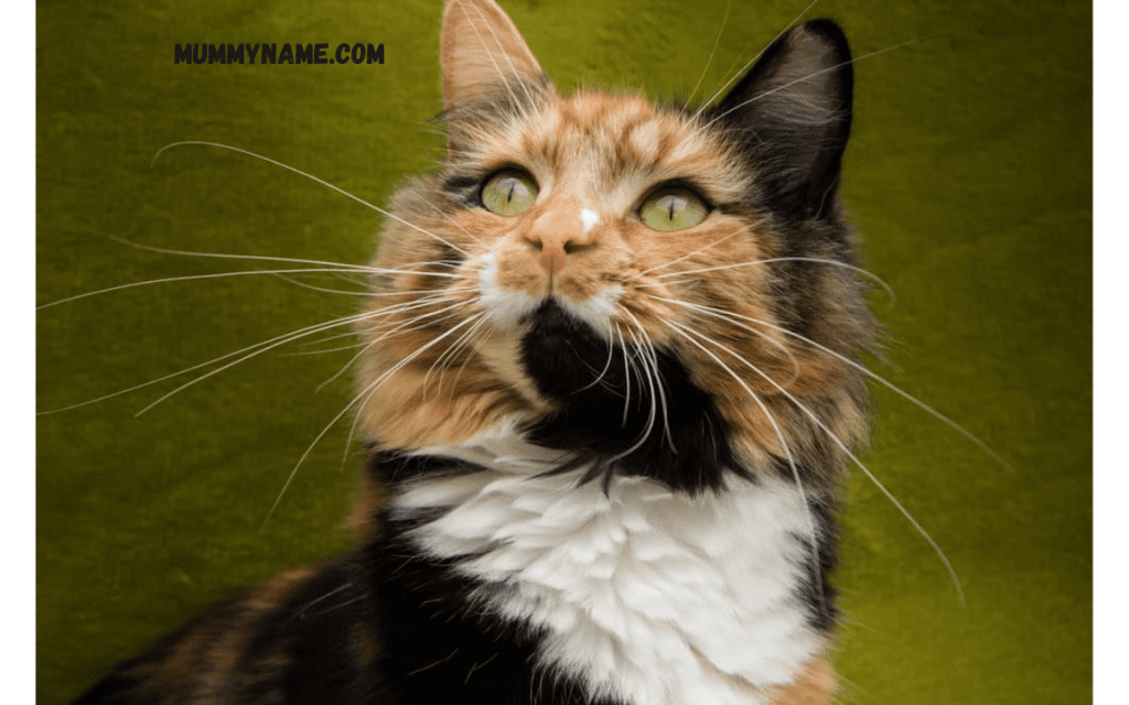 260+ Calico Cat Names Female For Your Beautiful Kitty - Mummy Name