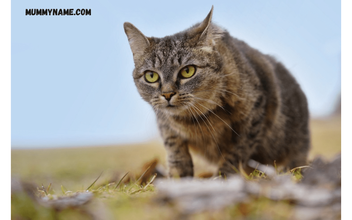 220+ Perfect Spanish Cat Names For Your Cat - Mummy Name
