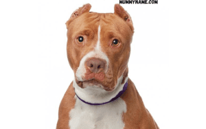 310+ Fiercely Strong Female Dog Names And Meanings - Mummy Name
