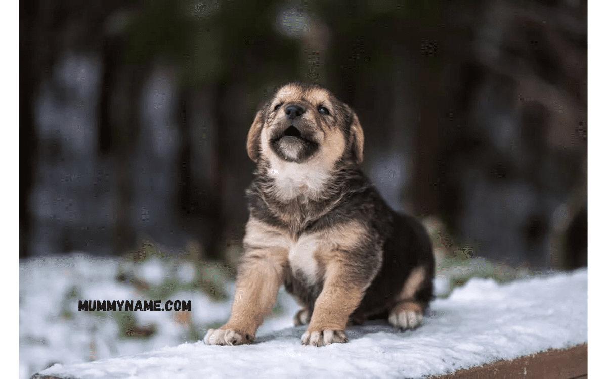 310+ Fiercely Strong Female Dog Names And Meanings - Mummy Name