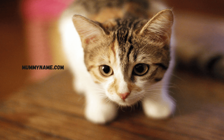 250+ Best Brown Cat Names That You’ll Love - Mummy Name