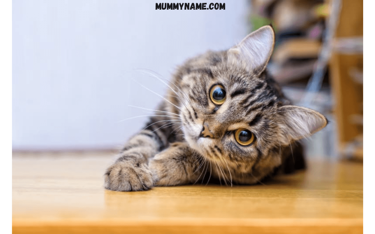 460+ The Famous Cat Names For Your Little Star - Mummy Name