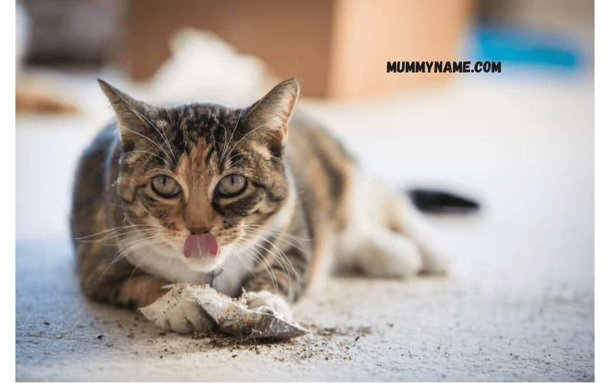 460+ The Famous Cat Names For Your Little Star - Mummy Name
