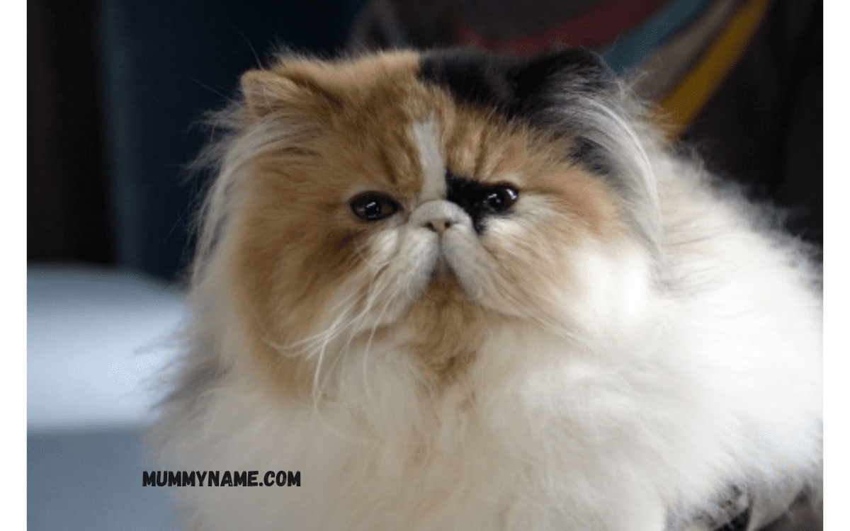 460+ The Famous Cat Names For Your Little Star - Mummy Name