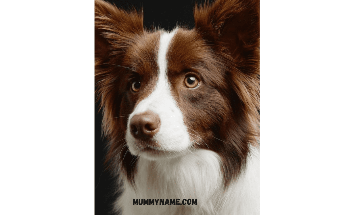 310+ Fiercely Strong Female Dog Names And Meanings - Mummy Name
