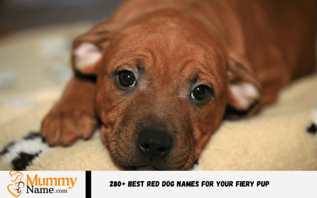280+ Best Red Dog Names For Your Fiery Pup - Mummy Name