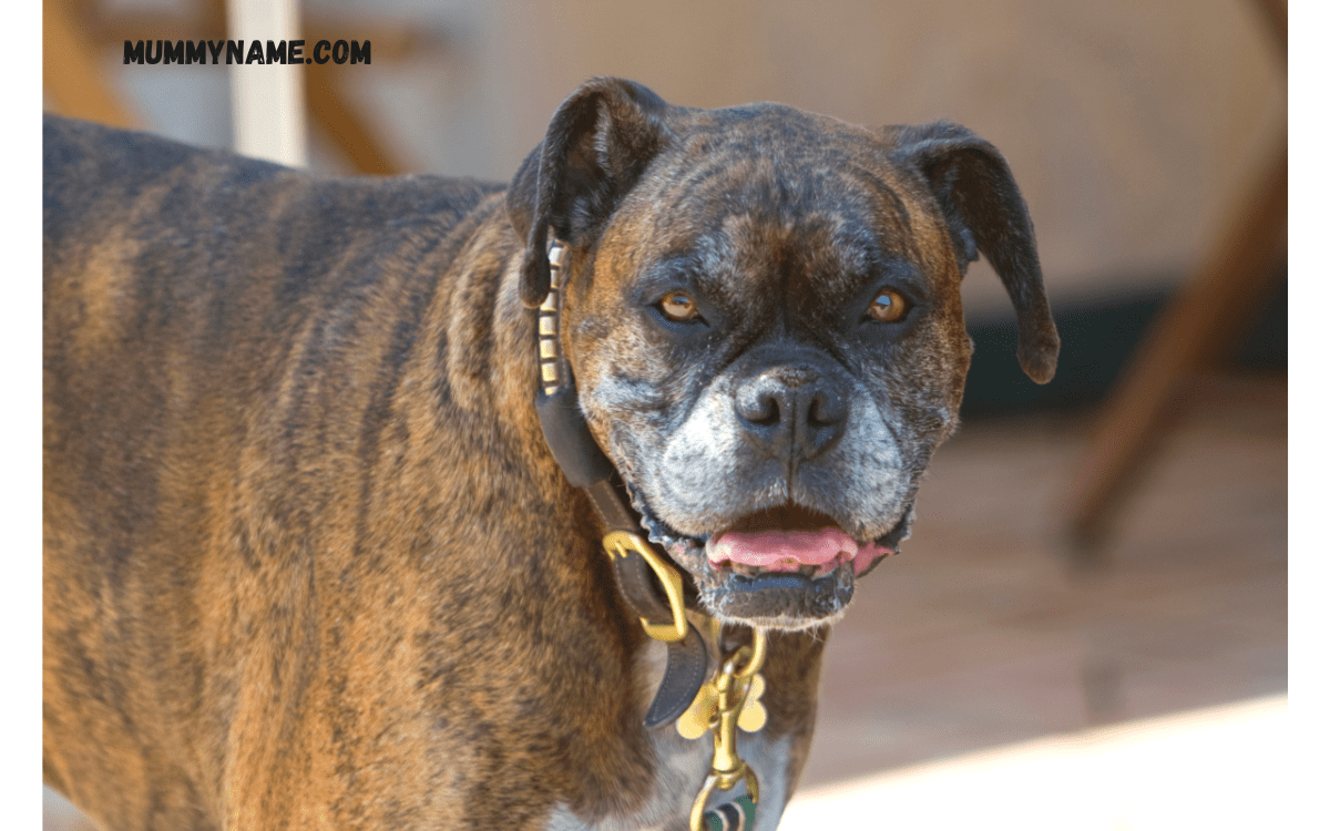 210+ The Best Scary Dog Names For Males And Females - Mummy Name