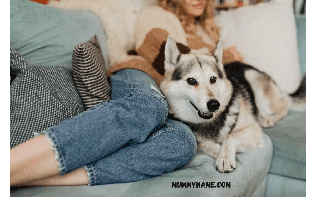 310+ Fiercely Strong Female Dog Names And Meanings - Mummy Name