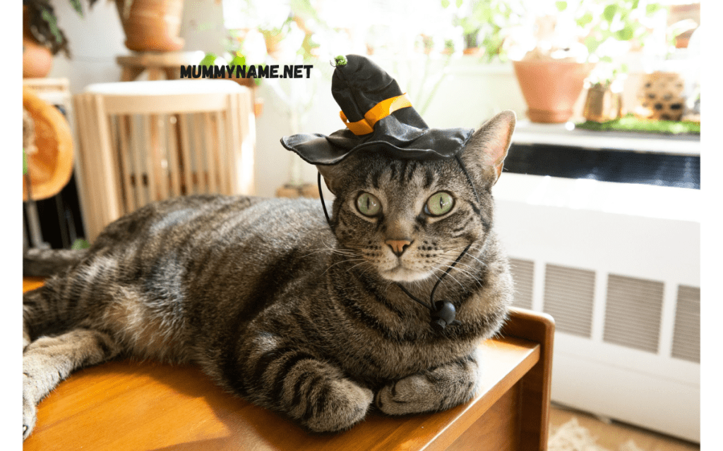 260+ The Best Spooky Cat Names, You'll Love It - Mummy Name