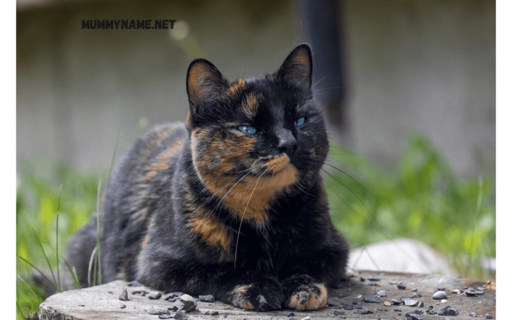 Discover the Captivating World of Tortoiseshell Color Names: A ...