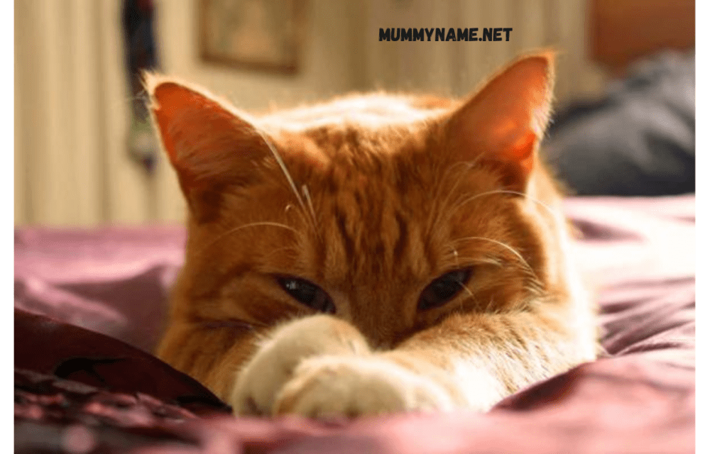 400+ The Best Sailor Moon Cat Names For Your Cute Pet - Mummy Name