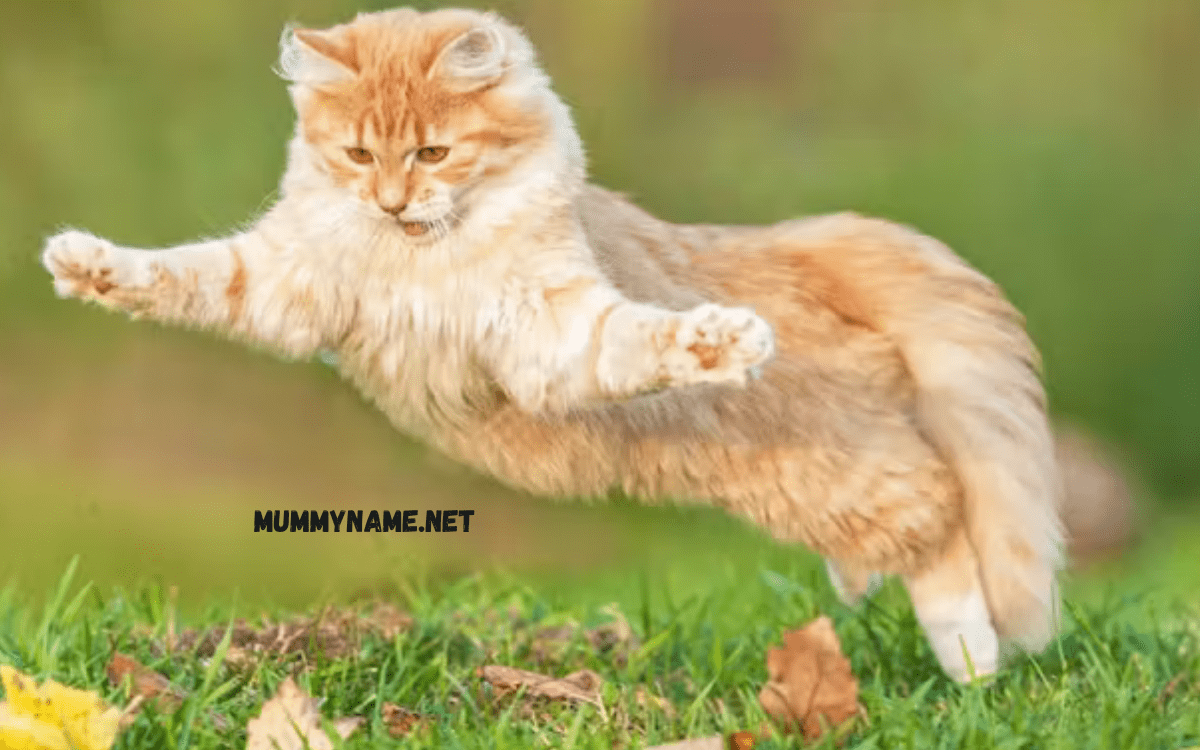 260+ The Best Spooky Cat Names, You'll Love It - Mummy Name