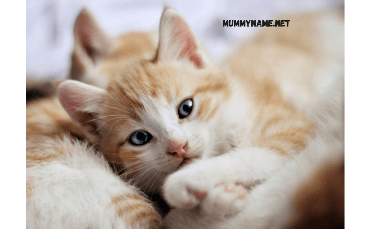400+ The Best Sailor Moon Cat Names For Your Cute Pet - Mummy Name