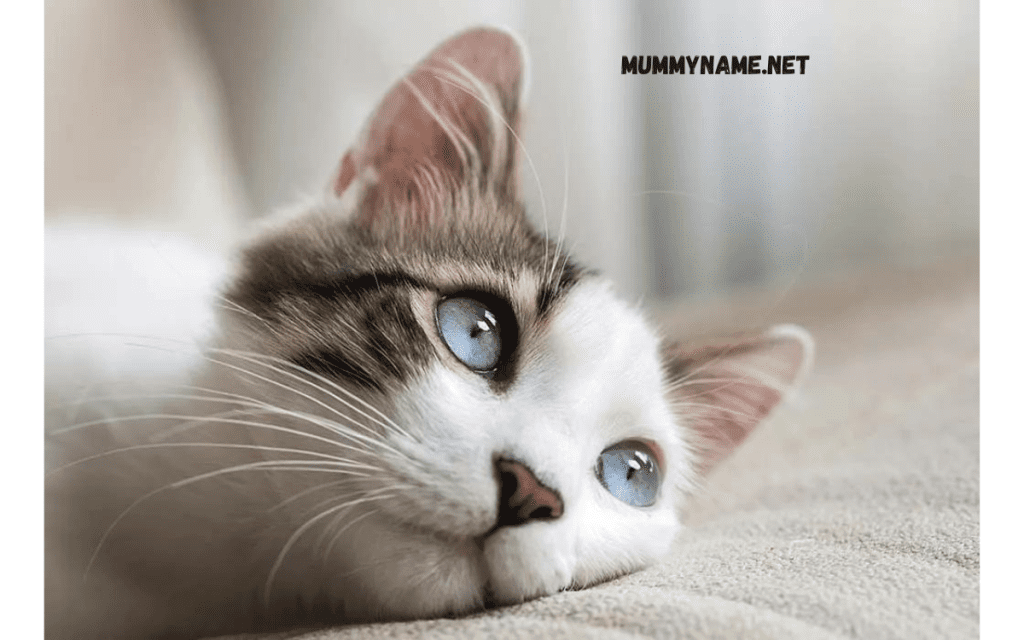 400+ The Best Sailor Moon Cat Names For Your Cute Pet - Mummy Name
