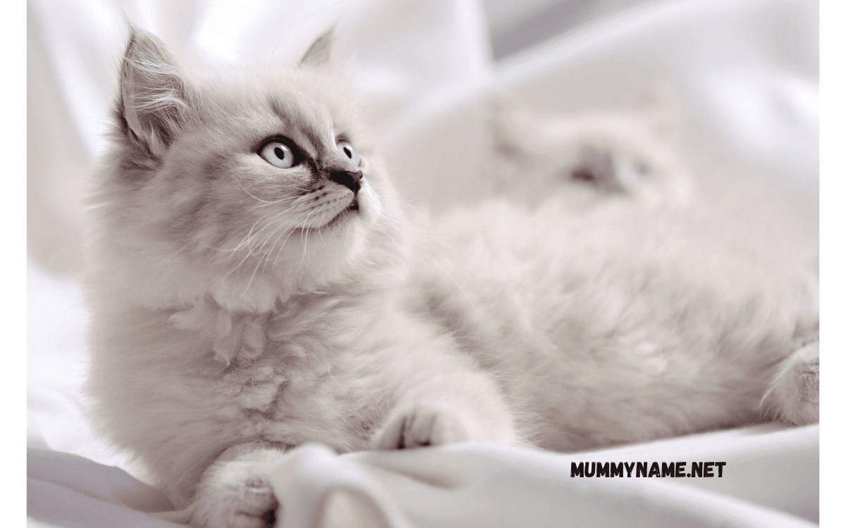 260+ The Best Spooky Cat Names, You'll Love It - Mummy Name